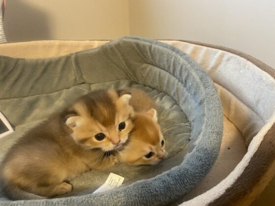 Catzilla in Vancouver - Golden British Shorthair Kennel - kittens for sale
