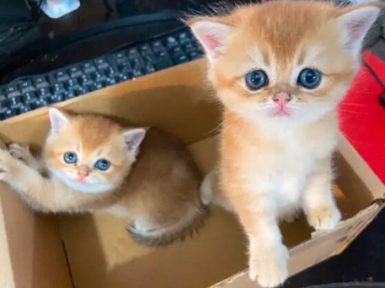 Catzilla in Vancouver - Golden British Shorthair Kennel - kittens for sale