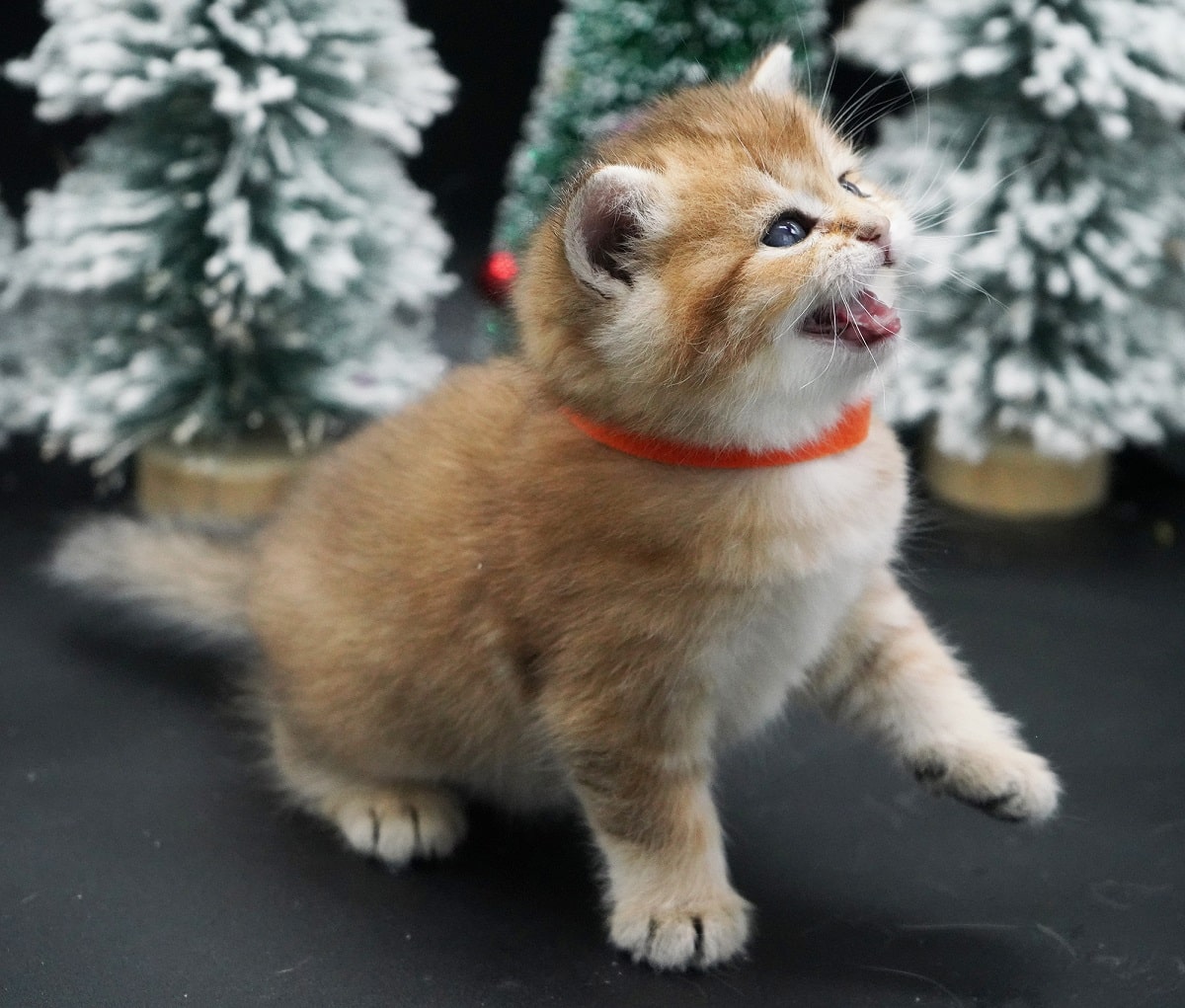 British shorthair for sale - kitten Apollo