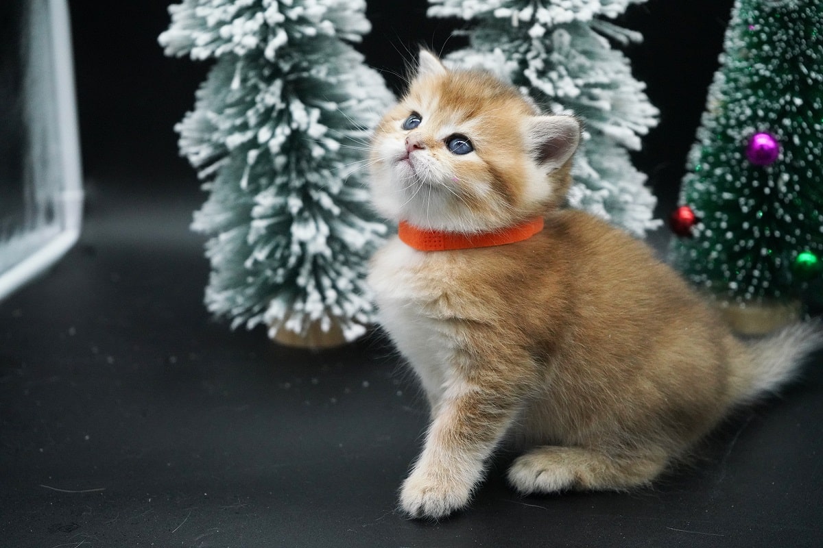 British shorthair for sale - kitten Apollo