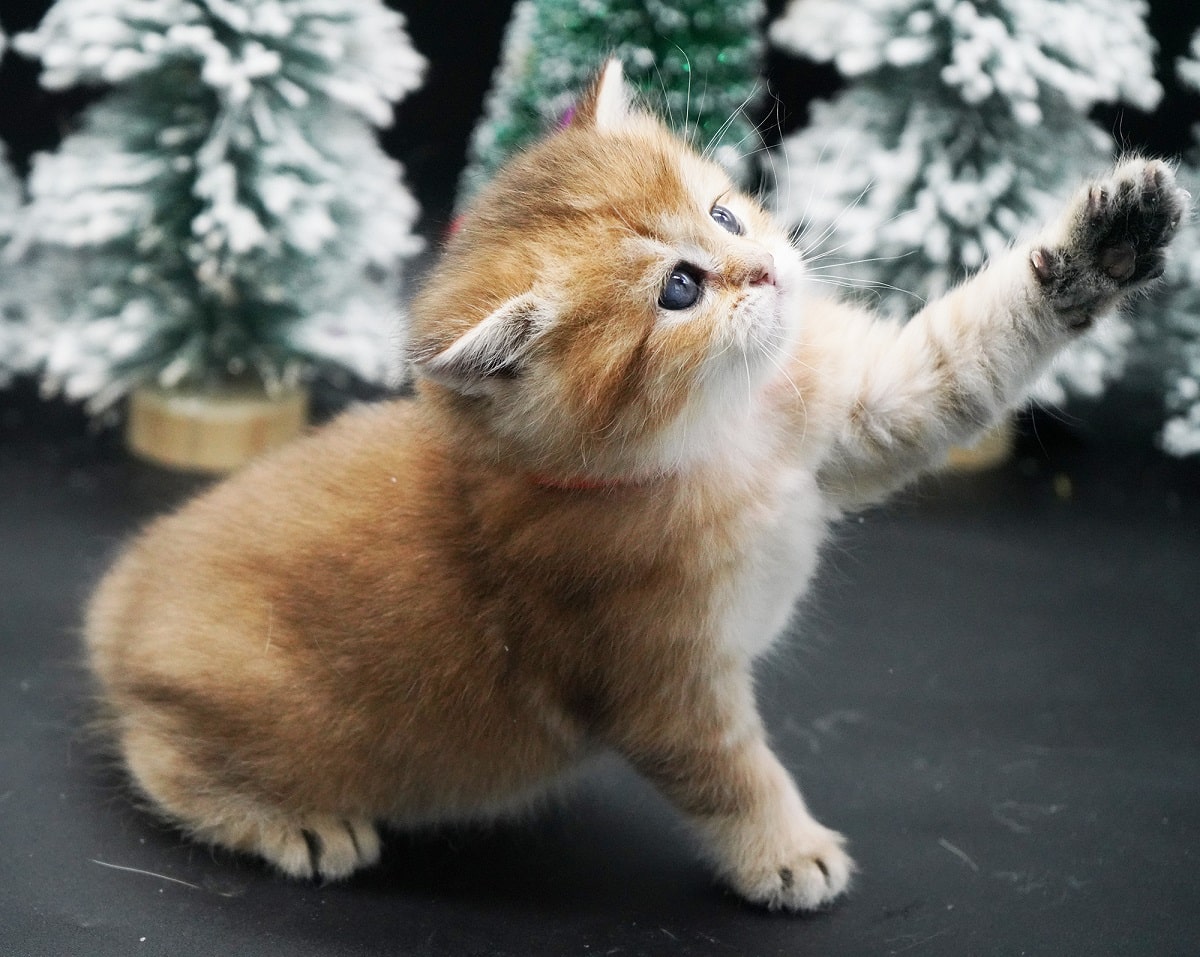 British shorthair for sale - kitten Apollo