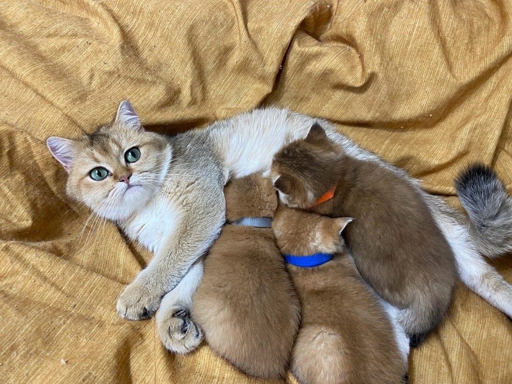 The health of the Golden british shorthair cat is important - our news