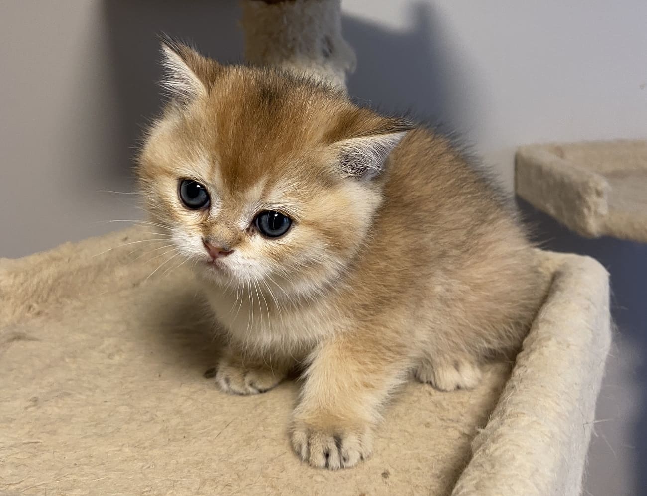 How to prepare your home for a kitten – Useful Information