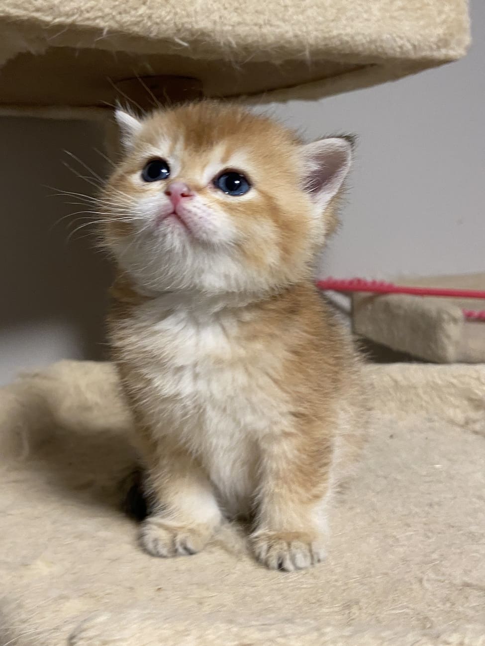 How to prepare your home for a kitten – Useful Information