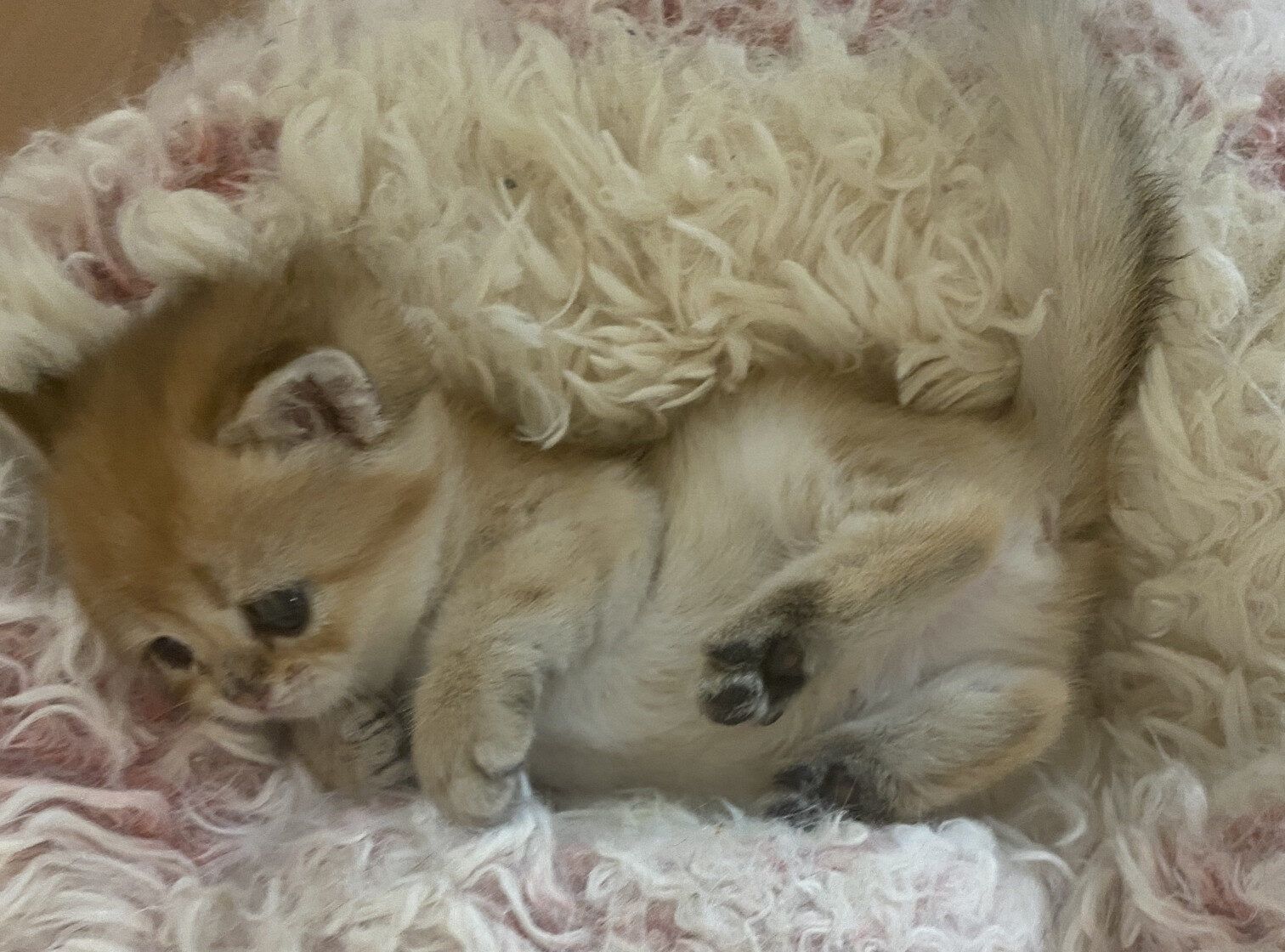 March 2025—A litter from the Colonel and Sunny - britishshorthair